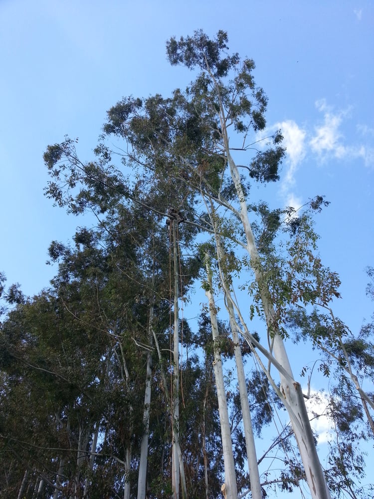 FELIX TREE SERVICE - Updated October 2025 - Modesto, California - Tree ...