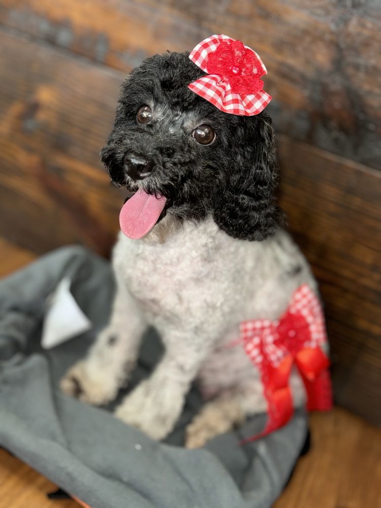 TOY POODLE LADY - Updated June 2025 - Request Information - 33 Photos ...