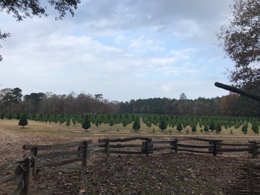 GRANT CHRISTMAS TREE FARM & SYRUP MILL - Updated December 2025 - 12 ...