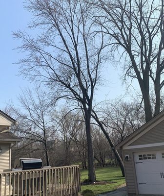 WHITE OAK TREE CARE - 67 Photos - West Chicago, Illinois - Tree ...