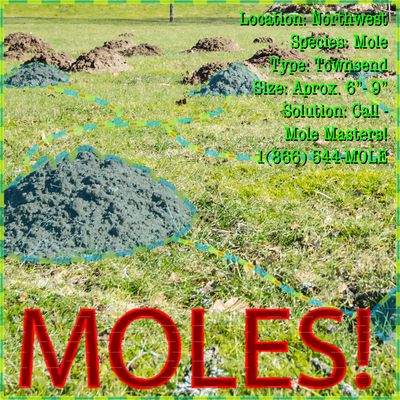 MOLE MASTERS - Updated August 2025 - 14 Photos & 41 Reviews - Milton ...