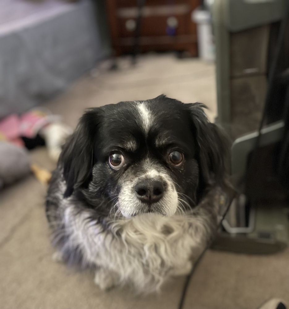 SMOOCHIE POOCHIE - Updated August 2025 - 42 Photos & 48 Reviews - 10839 ...