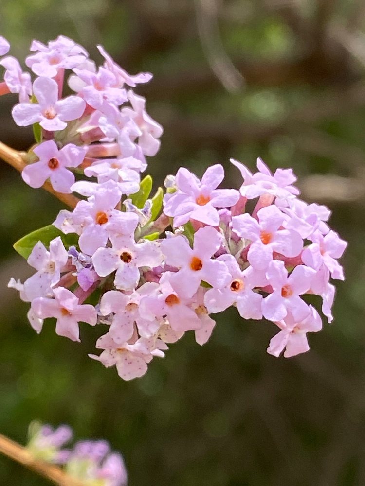 ABQ BIOPARK BOTANIC GARDEN - 751 Photos & 142 Reviews - Botanical ...