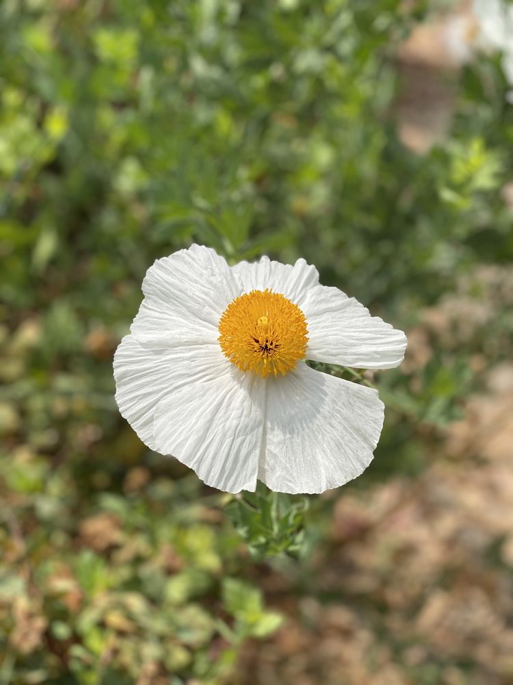 ALEMANY FARM - Updated August 2024 - 52 Photos & 12 Reviews - 700 ...