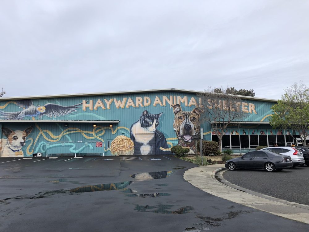 HAYWARD ANIMAL SHELTER - Updated October 2025 - 42 Photos & 68 Reviews ...