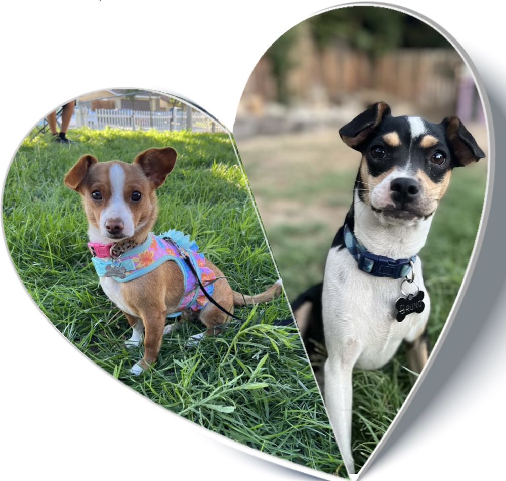 ALL FUN & PLAY PET SITTING AND BOARDING - Updated January 2026 - 45 ...