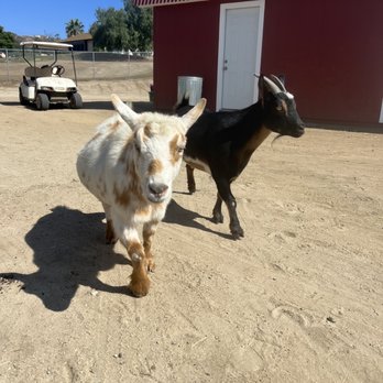 SUSIE Q RANCH - Updated June 2024 - 218 Photos & 179 Reviews - 28330 ...