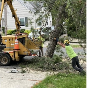 FLYNN’S TREE SERVICE - Updated July 2025 - 58 Photos & 11 Reviews - 44 ...