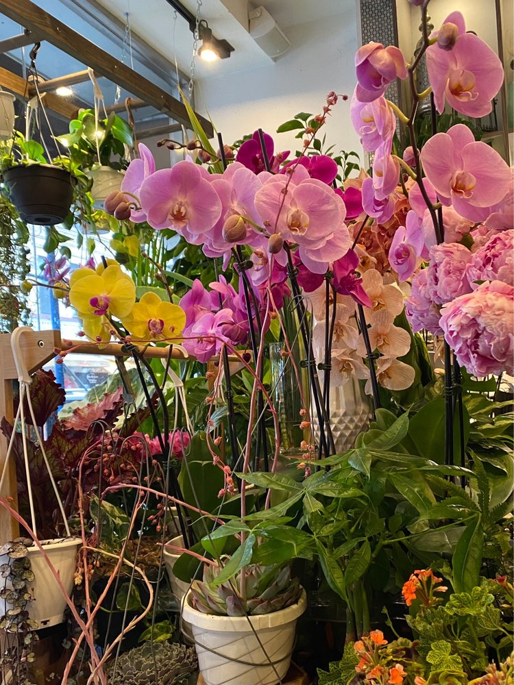 SHU’S FLOWERS - Updated June 2024 - 162 Photos & 65 Reviews - 179 ...