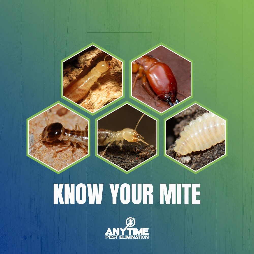 ANYTIME PEST ELIMINATION COLLEGE STATION - Updated December 2025 ...