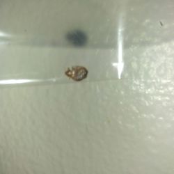 BIO-CHEM EXTERMINATING - 15 Photos - 3831 E Illini St, Phoenix, Arizona ...