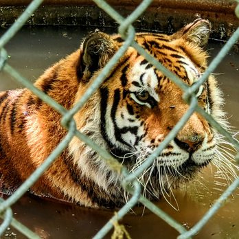 EXOTIC FELINE RESCUE CENTER - Updated November 2025 - 248 Photos & 69 ...