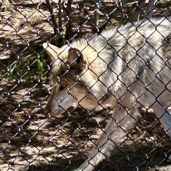 CALIFORNIA WOLF CENTER - Updated May 2024 - 216 Photos & 123 Reviews ...