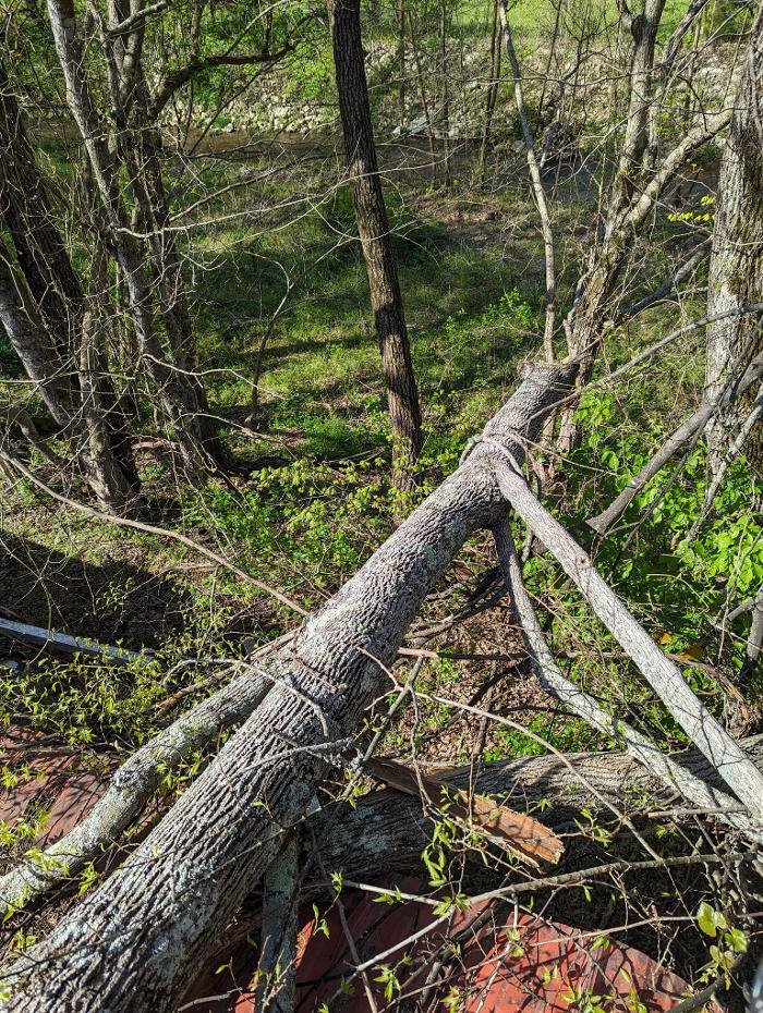 TREE STEWARDS - Updated July 2025 - Hohenwald, Tennessee - Tree ...