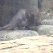 THE ROBINS NATURE CENTER AT MAYMONT - 34 Photos & 12 Reviews - 2201 ...