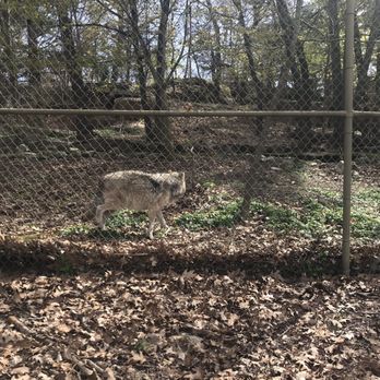 Stone Zoo - 104 Photos & 140 Reviews - Zoos - 149 Pond St, Stoneham, MA ...