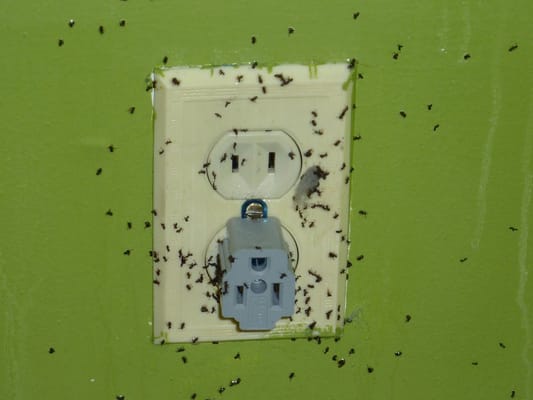 CASCADE PEST CONTROL - Updated January 2026 - 30 Photos & 109 Verified ...