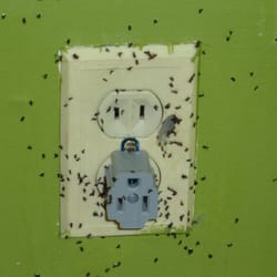 CASCADE PEST CONTROL - 29 Photos & 79 Reviews - 1430 Bickford Ave ...