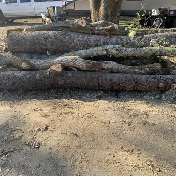 PRECISION TREE CARE - Updated June 2024 - 42 Photos & 145 Reviews ...