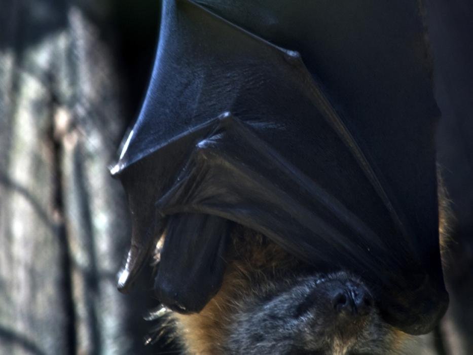 RENAISSANCE PEST CONTROL - Updated June 2025 - 18 Photos - Bellevue ...