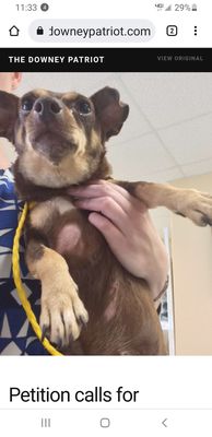 DOWNEY ANIMAL CARE CENTER - Updated May 2024 - 295 Photos & 278 Reviews ...