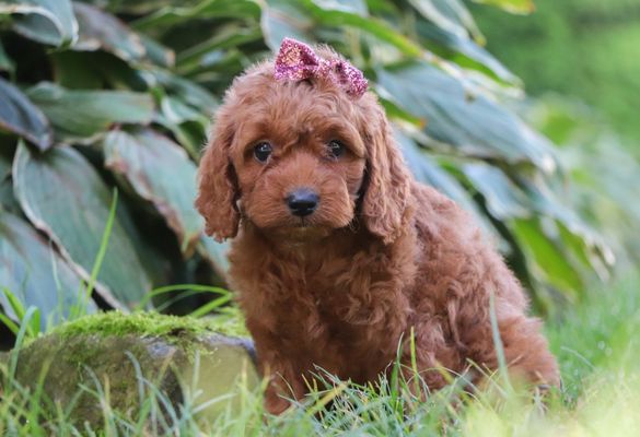 SEATTLE DOODLE - Updated July 2025 - Seattle, Washington - Pet Breeders ...