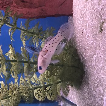 VI PETS - PLAINFIELD - Updated December 2025 - 33 Reviews - 4191 Plainfield Ave NE, Grand Rapids ...