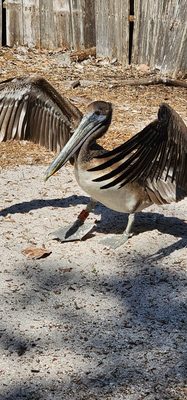 SEASIDE SEABIRD SANCTUARY - Updated July 2025 - 171 Photos & 74 Reviews ...