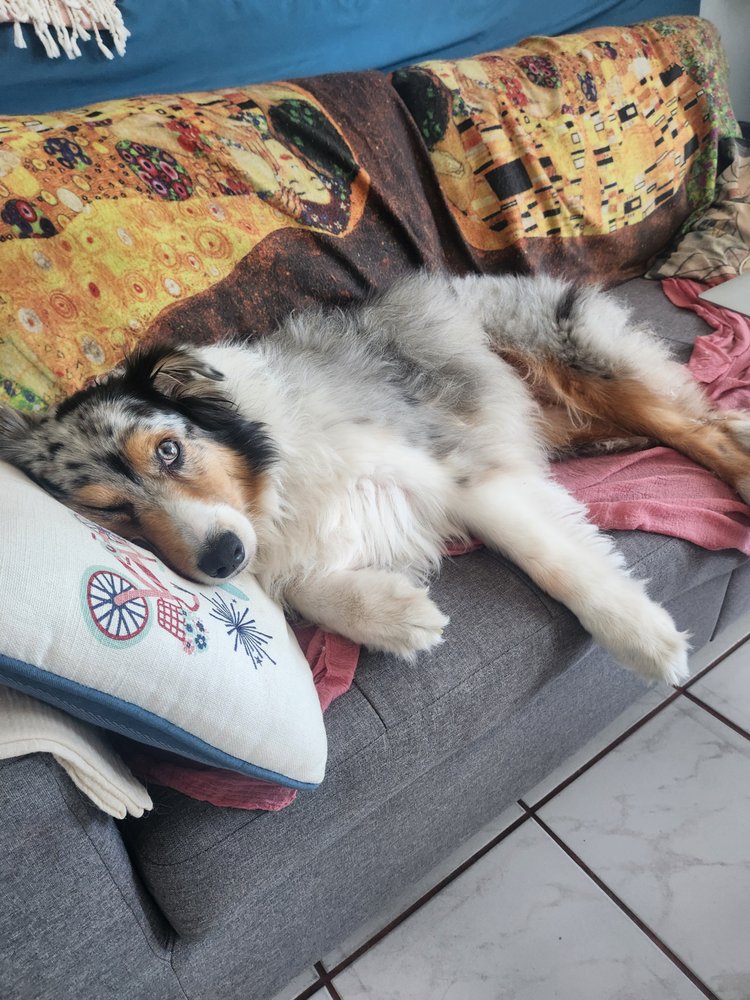 WAGS AND WELLNESS - Updated May 2025 - Request Consultation - 20 Photos ...