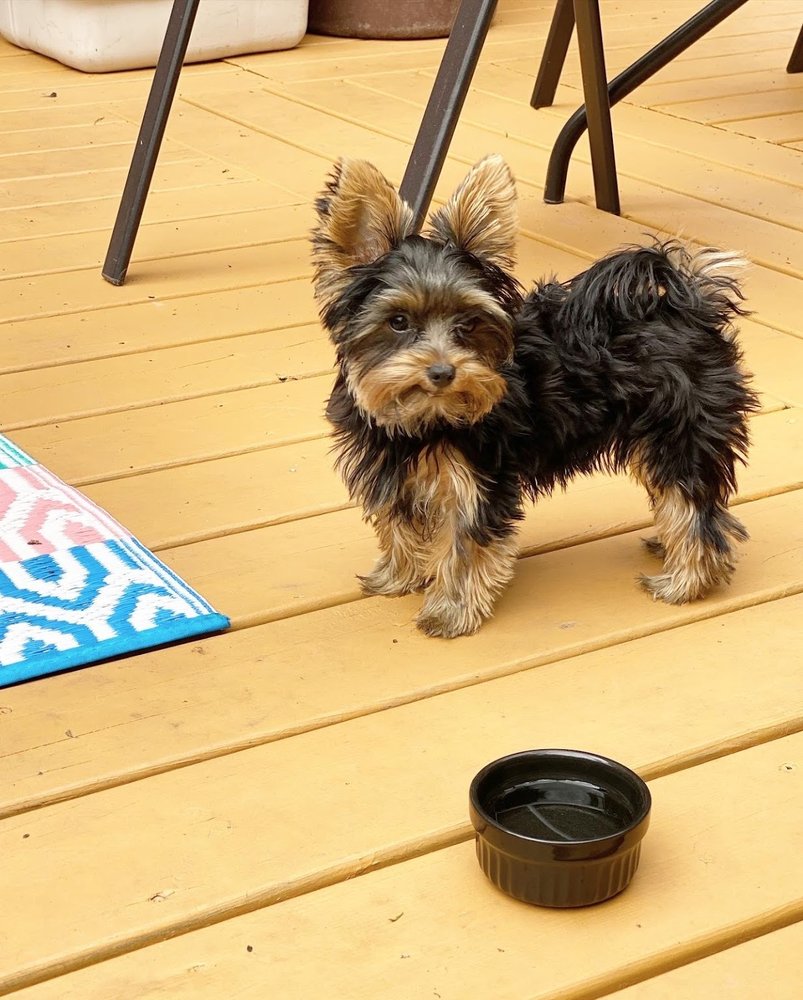 BRIGHT PETS - Updated November 2025 - 15 Photos - 15 Chapel Street ...