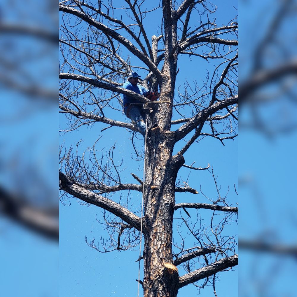 MOLINA TREE SERVICE - Updated June 2025 - 163 Photos - Longview, Texas ...