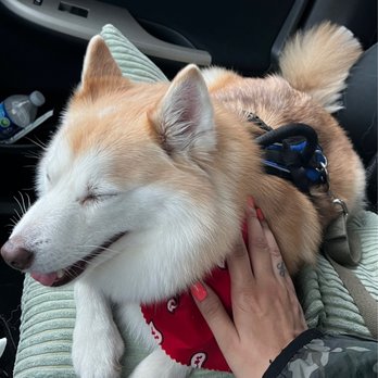 BOSS THE PET CONNECTION - Updated December 2025 - 127 Photos & 42 ...