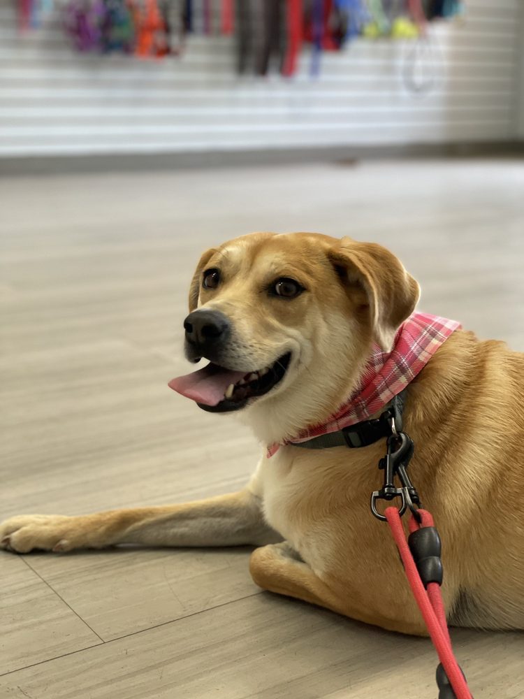 FRESH PUP CUTS - Updated January 2026 - Los Angeles, California - Pet ...