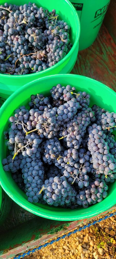 BARREL HEAD WINERY - Updated October 2024 - 35 Photos & 14 Reviews ...