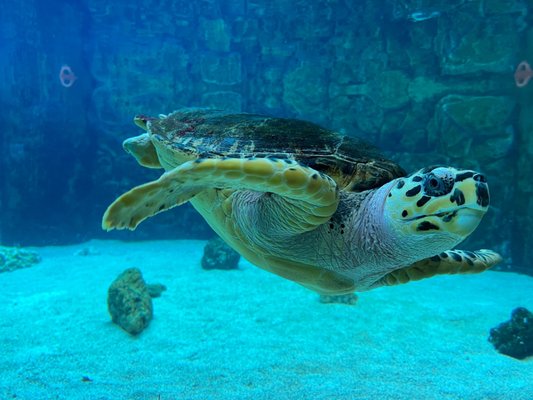 SEA LIFE GRAPEVINE AQUARIUM - 400 Photos & 229 Reviews - 3000 Grapevine ...