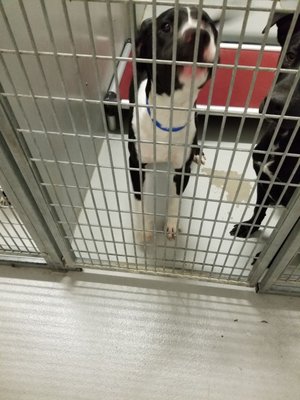 IDAHO HUMANE SOCIETY - 38 Photos & 51 Reviews - 4775 W Dorman St, Boise ...