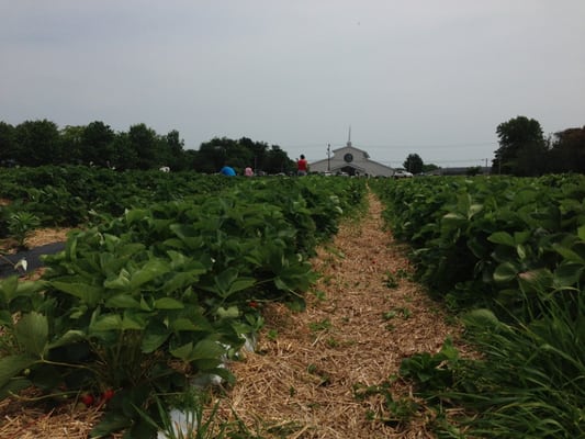 ROWAND’S FARM - TEMP. CLOSED - Updated October 2025 - 11 Photos & 13 ...