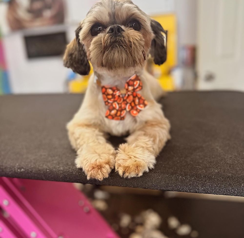 PEACEFUL PETS - Updated December 2025 - 58 Photos - 1531 US-60 ...