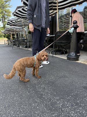 WHITE DOG CAFE - HAVERFORD - Updated September 2025 - 408 Photos & 328 ...