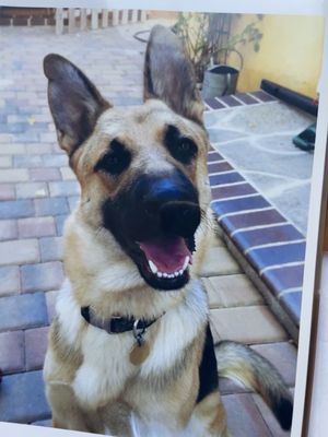 AUDI MONTEREY PENINSULA - Updated January 2026 - 50 Photos & 198 ...