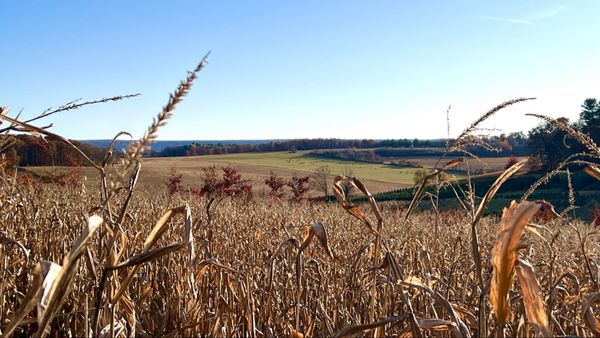 BLUE RIDGE ESTATE VINEYARD & WINERY - Updated October 2025 - 611 Photos ...