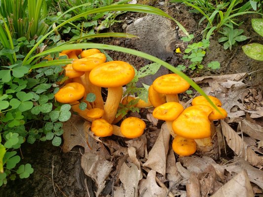 CHESTNUT RIDGE PARK - Updated August 2024 - 171 Photos & 60 Reviews ...