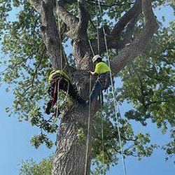 Best Tree Services Near Me - March 2025: Find Nearby Tree Services ...