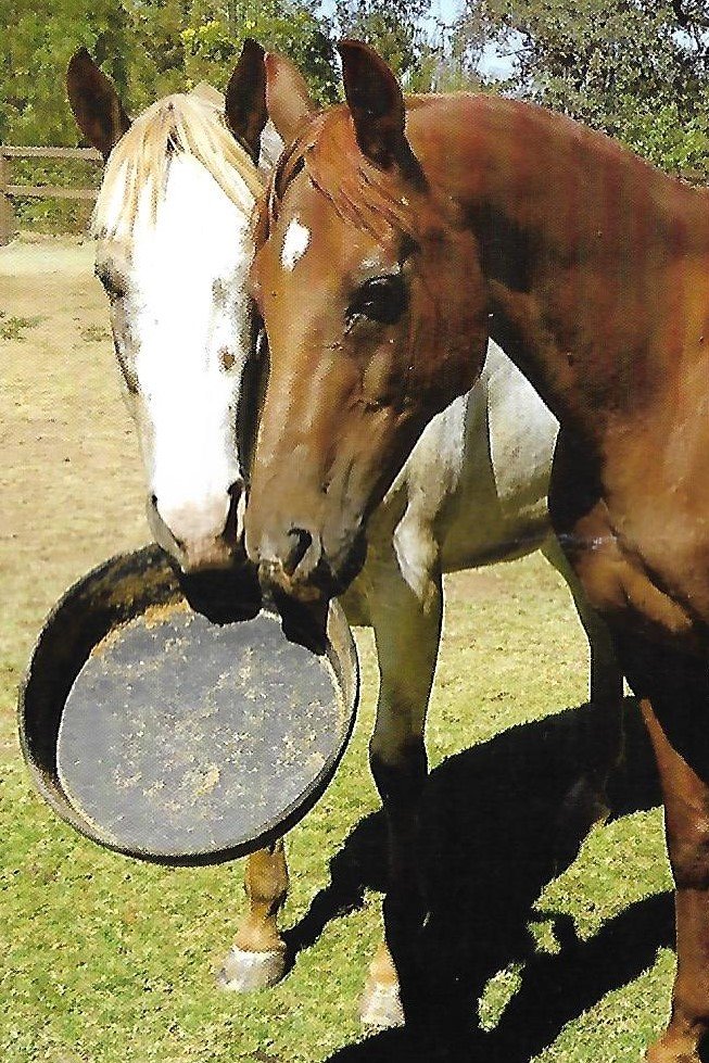 CASTLETON RANCH HORSE RESCUE INC - Updated October 2025 - 28581 Old ...