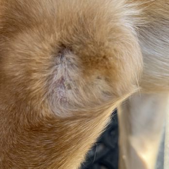 PENDER PET RETREAT - Updated December 2025 - 4508 Upper Cub Run Dr ...