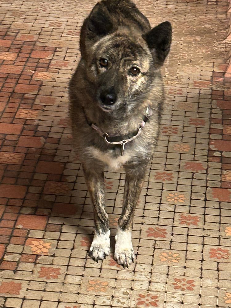 SEN RESCUE SANCTUARY - Updated December 2025 - 47 Photos & 10 Reviews ...