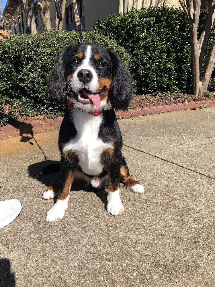 PERSONAL PAWS MOBILE - Updated October 2025 - 21 Photos - 9220 Marne Rd ...