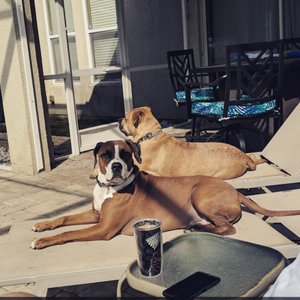 ALL AMERICAN DOG TRAINING ACADEMY - Riverview, Florida - Pet Training ...