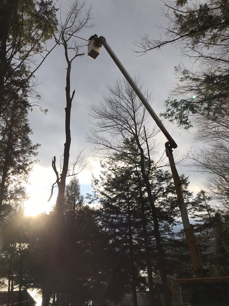 MJC TREES - Updated December 2025 - 12 Reviews - Bristol, New Hampshire ...