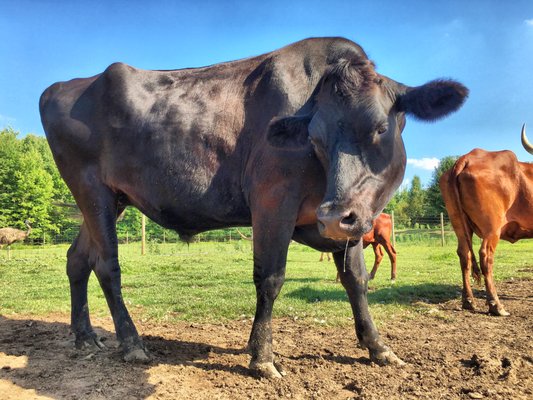 MOUNT LAUREL ANIMAL HOSPITAL - 111 Photos & 121 Reviews - Veterinarians ...